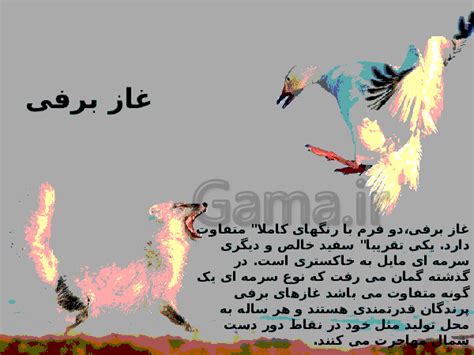 پاورپوینت مطالعات اجتماعی نهم زیست بوم توندرا گاما