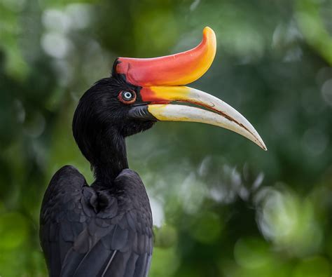 Bird Watching In Borneo—a Biological Treasure Chest