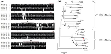 Multiple Sequence Alignments And Phylogenetic Analysis Of The Cc Pip12