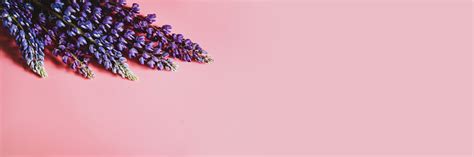 분홍색 배경 플랫 평지에 만개 블루 라일락 색상의 루핀 꽃 텍스트 공간을 사용할 수 있습니다 기치 0명에 대한 스톡 사진 및 기타 이미지 Istock