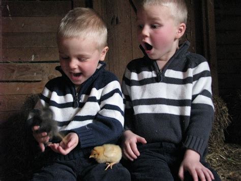 惊喜 男孩们 小鸡 Pixabay上的免费照片 Pixabay