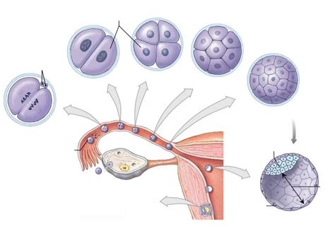 Blastocyst Formation Diagram Quizlet