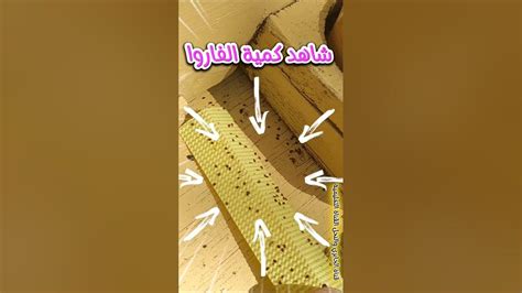 مكافحة الفاروا 😱😱😱 Varroa 🦀🦀🦀 Youtube