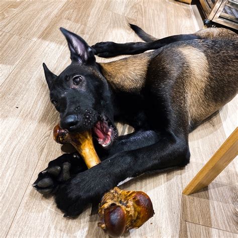 Xương Gặm Sạch Răng Cực Đại Xương Bò Bổ Sung Canxi Giảm Stress Chống Cắn Phá Shopee Việt Nam