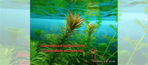 Растения аквариумные купить в Иркутске | Животные и зоотовары | Авито