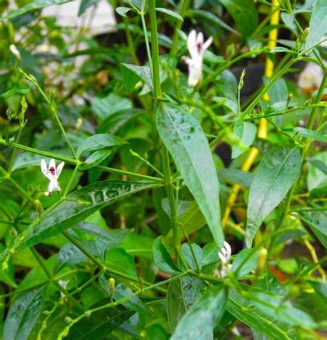 Sambiloto Jamupedia Jamupedia