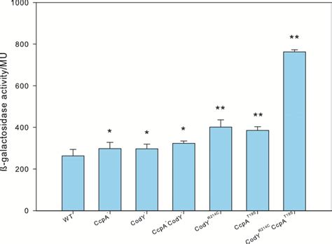 β Galactosidase Activities In B Subtilis Strains With Null Mutations