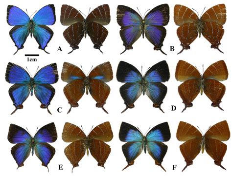 Adults Of Micandra A Micandra Aegides ♂ B Micandra Aegides ♀ C Download Scientific