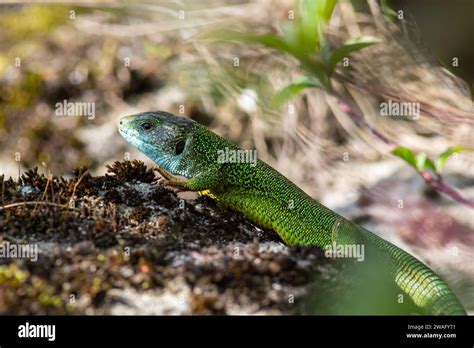 Green Lizard Lacerta Viridis Is A Species Of Lizard Of The Genus