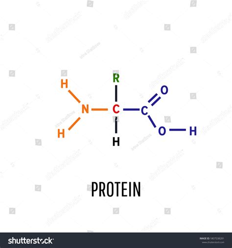 Protein Structural Chemical Formula Molecular Model Stock Vector