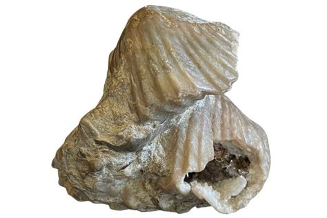 26 Top Spots To Find Kentucky Fossils In 2025 Legit