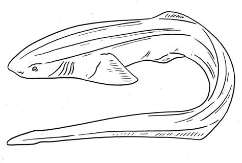 Speculative Shark Week 14 By Boverisuchus On Deviantart