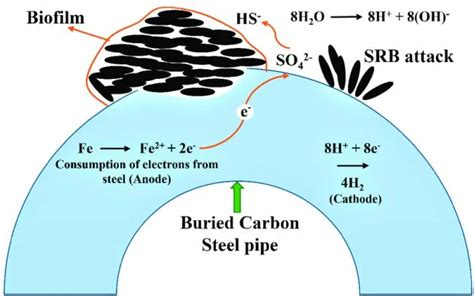 Microbial Corrosion Causes Types And Prevention Methods