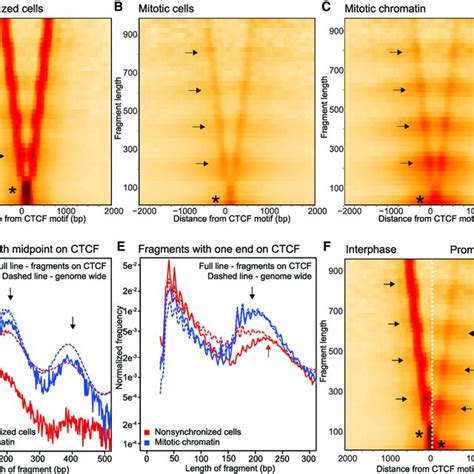 Topologically Associating Domains Tads And Ctcf Loops Are Lost In Download Scientific Diagram