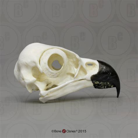 Osprey Skull Western Osprey Cast Replica Pandion Haliaetus Bc 166