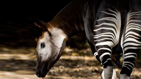 Okapi San Diego Zoo Animals And Plants