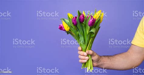 남성 손은 보라색 파란색 배경 위에 봄 보라색 노란색 튤립의 꽃다발을 들고 있습니다 세계 여성의 날 텍스트 디자인을 위한 배너 복사 속도 3월에 대한 스톡 사진 및 기타