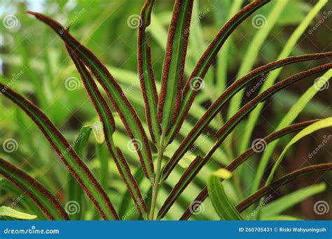Leather Fern The Underside Of The Leaf Is Covered With Brown Spores