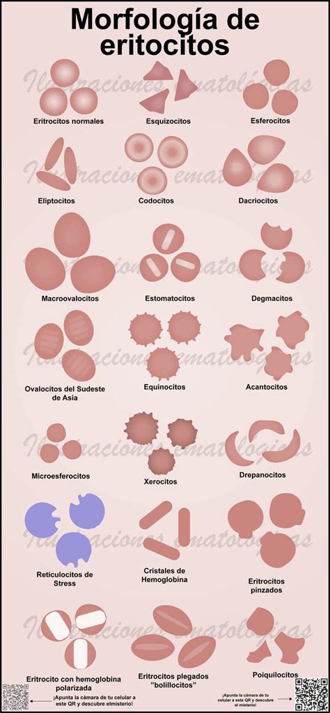 Ilustraciones Hematológicas Ilustraciones Hematológicas