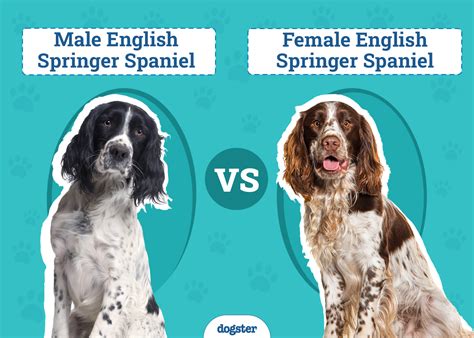Springer Spaniel Ingles