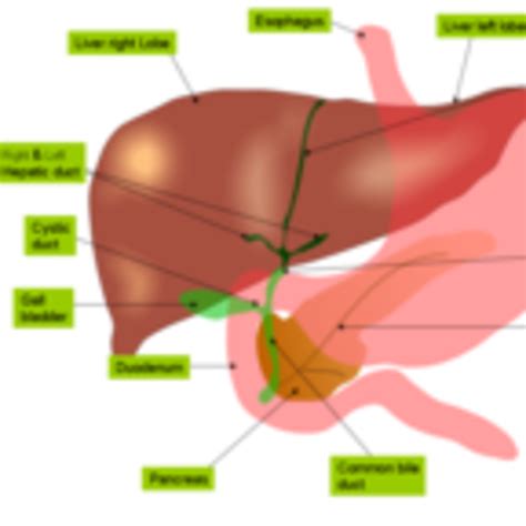 Can Coffee Upset Gallbladder At Caleb Fernando Blog