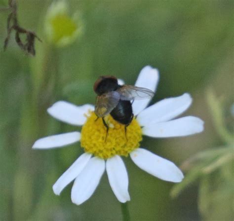 Phasia Aurulans From California Bugguide Net