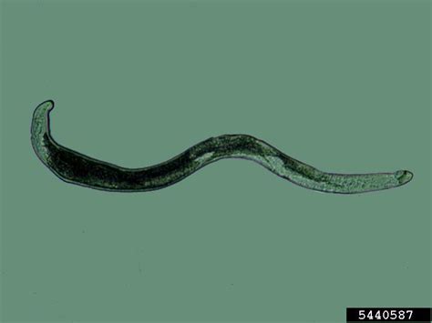 Root Knot Nematode Genus Meloidogyne