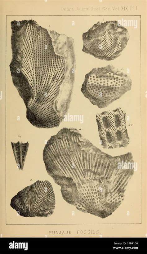 The Quarterly Journal Of The Geological Society Of London V 19 1863 London