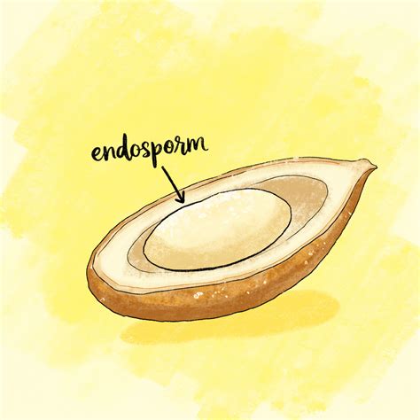Endosperm Là Gì Từ điển Anh Việt Zim Dictionary