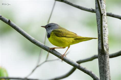Mourning Warbler Backcountry Gallery Photography Forums