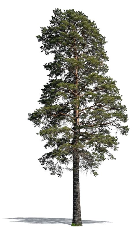 Tall Pine Tree Png