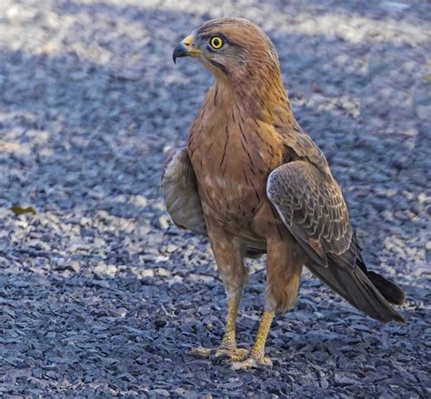 Grasshopper Buzzard And A Bush Fire