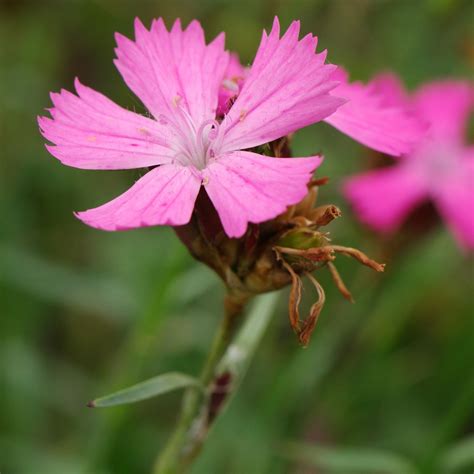 Dianthus Carthusianorum