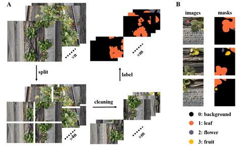 基于田间机器人和语义分割的草莓种质资源颜色表型检测 慧诺瑞德（北京）科技有限公司叶绿素荧光光合作用植物表型