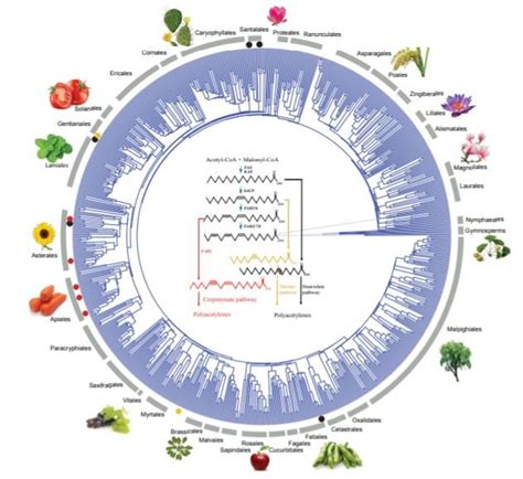 Plant Physiology On Twitter Fad2 Gene Radiation And Positive