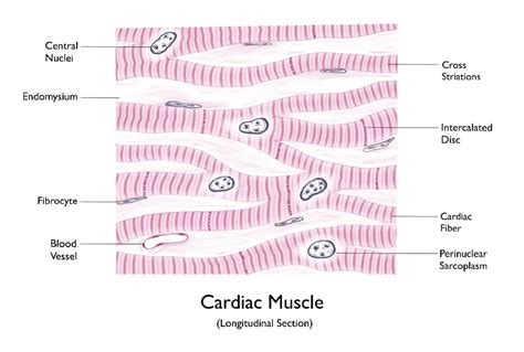 Simple Histology Diagram Of Cardiac Tissue Muscle Longitudinal Section Learn Physics Cardiac