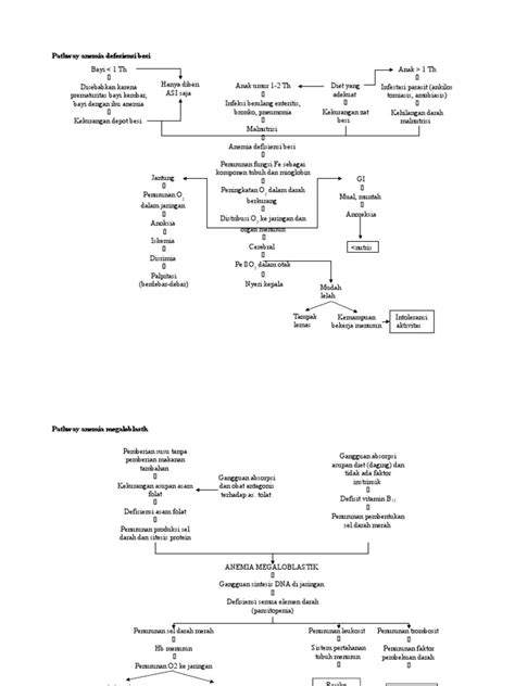 Pathway Anemia Pdf