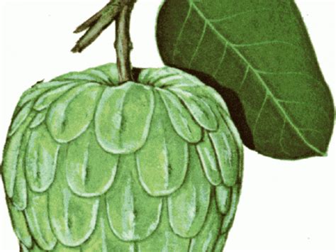 Atis Fruit Clipart 17 Free Cliparts Download Images On Clipground 2026