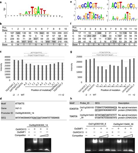 Dna Binding Motif Analysis Of Oswox13 A E Dna Binding Motifs Of Download Scientific Diagram