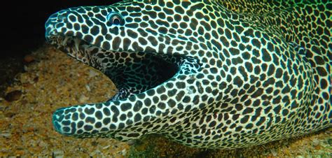 Дайвинг сафари Оман Абсолют Tур Дайвинг туры и индивидуальные туры