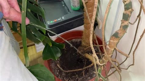 Watering A Tree In The Office With My Penis Xxx Mobile Porno Videos Movies IPornTV Net