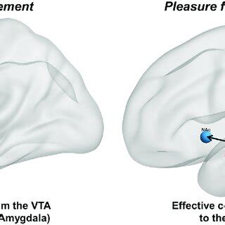 Effective Connectivity In Processing The Consumption Of Sexual Humor Download Scientific