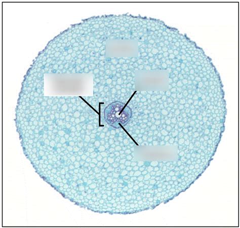 Botany Dicot Labeling Pt2 Diagram Quizlet