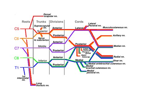Learn The Brachial Plexus A Physical Therapy Students Tips And Tricks Learn The Brachial Plexus A Physical Therapy Students Tips And Tricks
