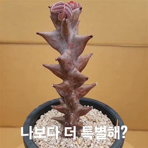 베이셀리아 희귀식물 가장 많은 엑스플랜트 Kr 아프리카식물 코덱스식물 괴근식물 희귀다육 선인장 코덱스 Xplant Youtube