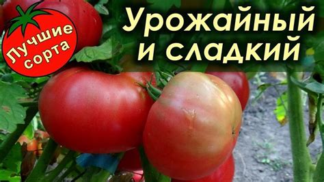САМЫЙ УРОЖАЙНЫЙ И СЛАДКИЙ ТОМАТ (лучшие сорта томатов) - YouTube ...