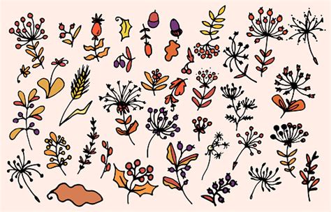 가을의 숲 요소의 벡터 세트 잎 씨앗 무리 로완 스파이크렛 도토리 보라색 빨간색과 오렌지 색상과 딸기와 나뭇 가지의 낙서 스타일 세트에 손으로 그린 디자인 템플릿 10월에