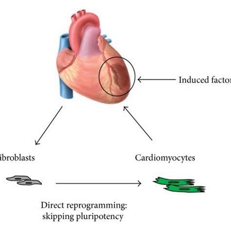 The Model Of Direct Reprogramming Of Fibroblasts Into Cardiomyocytes In