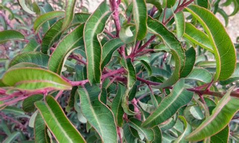 Laurel Sumac I Love Griffith Park