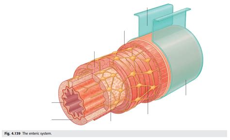 Fig 4139 The Enteric System Diagram Quizlet